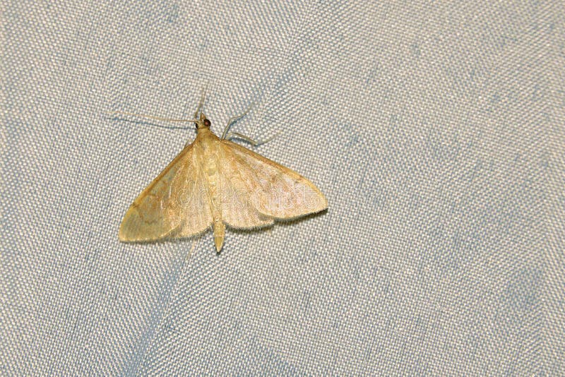 Light brown moth stock image. Image of wild, animal - 250453789