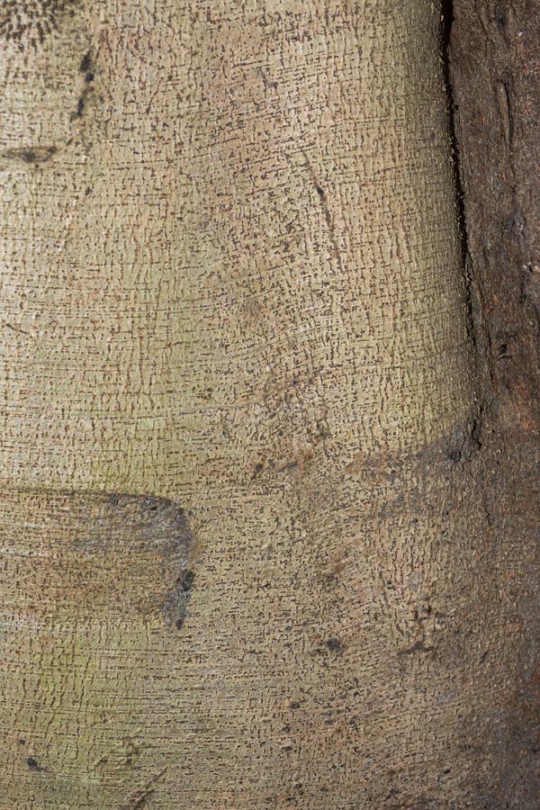 Close Up Light Brown Tree Bark Fiber Texture Stock Photo - Image of ...