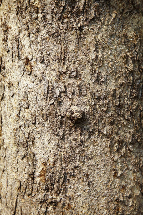 Close Up Light Color Tree Texture Stock Image - Image of floor, color ...