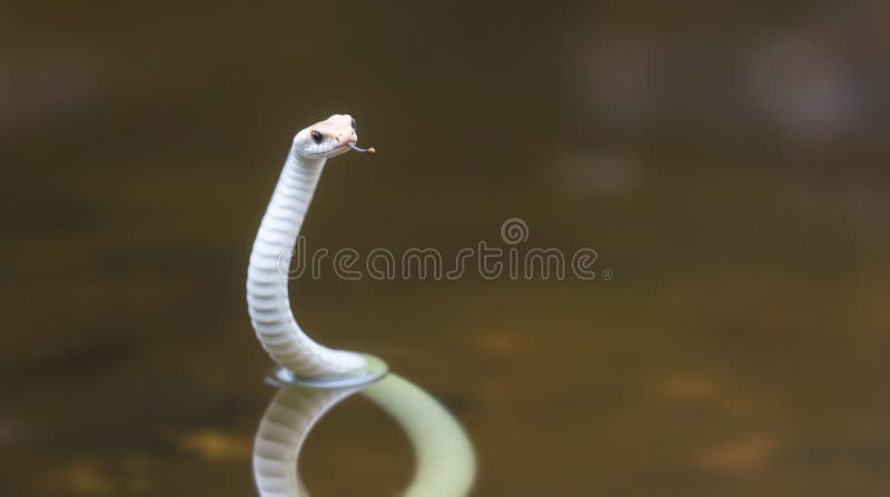 A Pale Snake with Its Head Raised, Reflected in Still Water. a Close-up ...