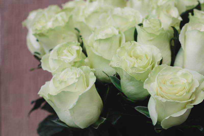 Light green roses stock image. Image of flower, gift - 100140013