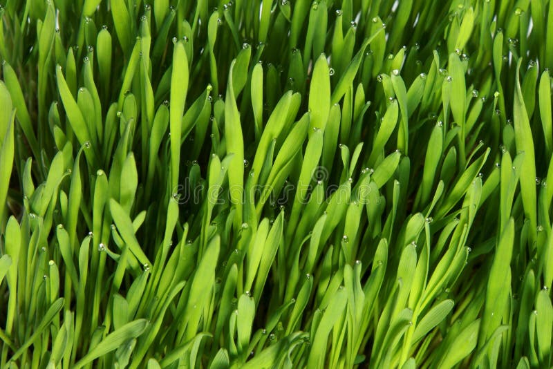 Close-up of Light Green Grass Stock Image - Image of environmental ...