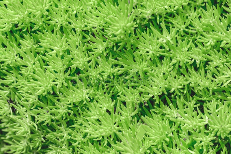 Close-up of Light Green Succulent Sedum Leaves Background Texture Stock ...