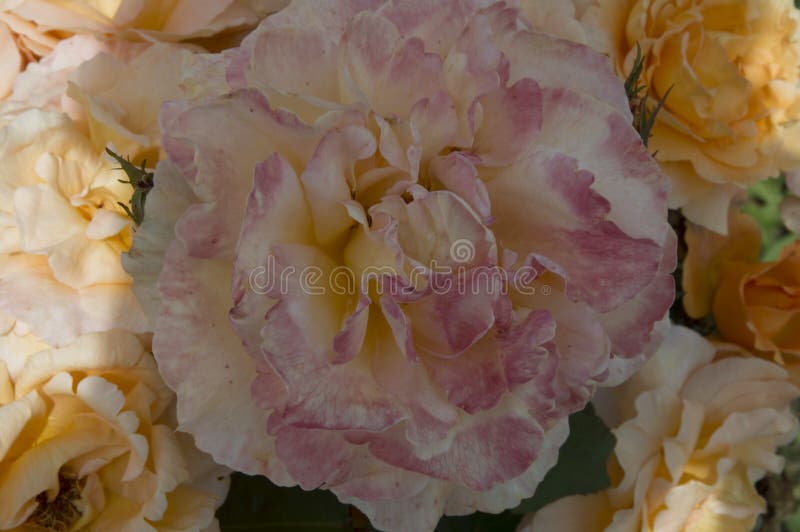 Close-up: Light Pink Giant Rose Surrounded by Light Orange Roses Stock ...