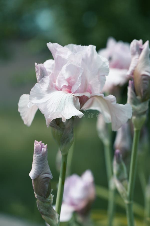 Close Up of Light Pink Iris Flower Stock Image - Image of color, bloom ...