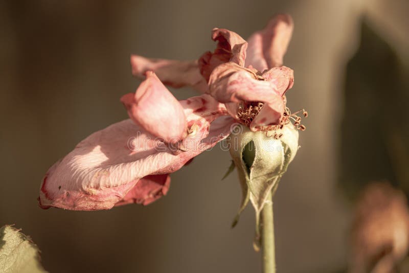 Scattered Rose Petals stock image. Image of background - 46390913