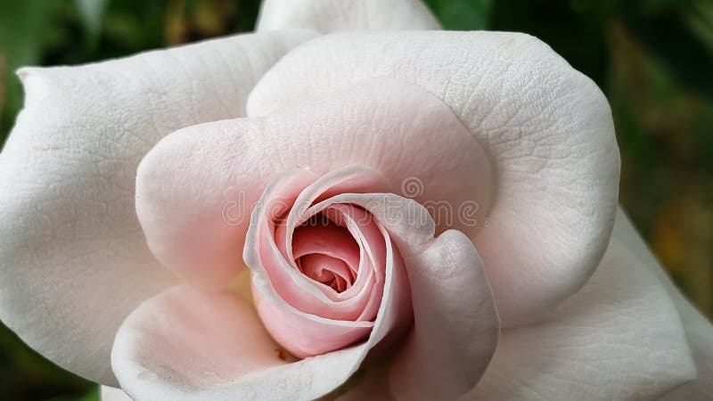 A Close-Up of a Light Pink Rosebud Stock Image - Image of light, garden ...