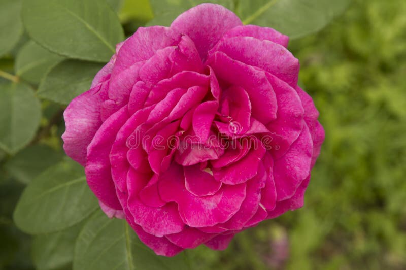 Close-up: Light Pink Victory Rose Stock Photo - Image of pink, beauty ...