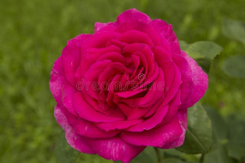 Close-up: Light Pink Victory Rose Stock Photo - Image of botany, rose ...