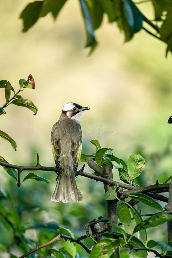 Close-up of a Light-vented Chinese Bulbuls Pycnonotus Sinensis Sitting ...