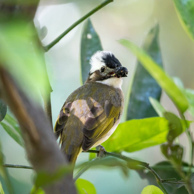 Vented Chinese Bulbuls Pycnonotus Sinensis Stock Photos - Free ...