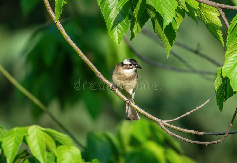Close-up of a Light-vented Chinese Bulbuls Pycnonotus Sinensis Sitting ...