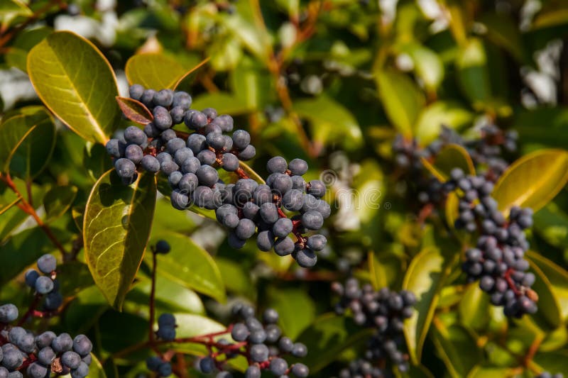 Close Up of Ligustrum Japonicum Branch with Blue Fruit Stock Photo ...