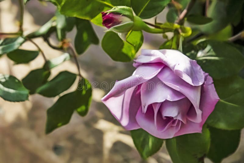 Lilac color rose in nature stock image. Image of bright - 146475171