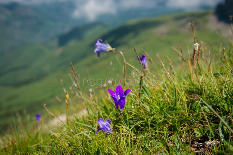 Close Up of Lilac Flower in Mountains Stock Image - Image of landmark ...