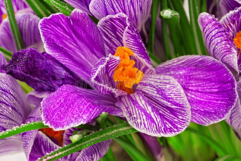 Lilac spring crocus stock photo. Image of spring, closeup - 30235996