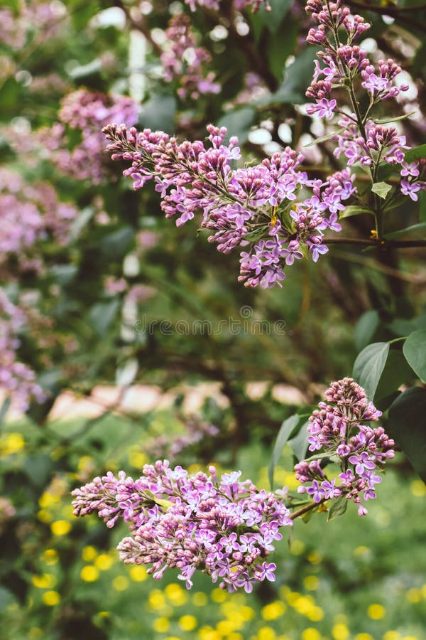Close Up of Lilac Tree Outside. Blooming Lilac. Floral Background Stock ...