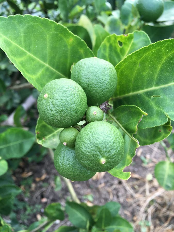 Lime Fruit in Nature Garden Stock Photo - Image of plant, sour: 223726806