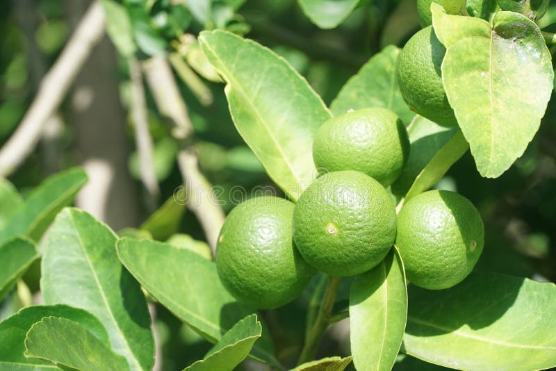 Lime Fruit in Nature Garden Stock Image - Image of juice, fruit: 237938551