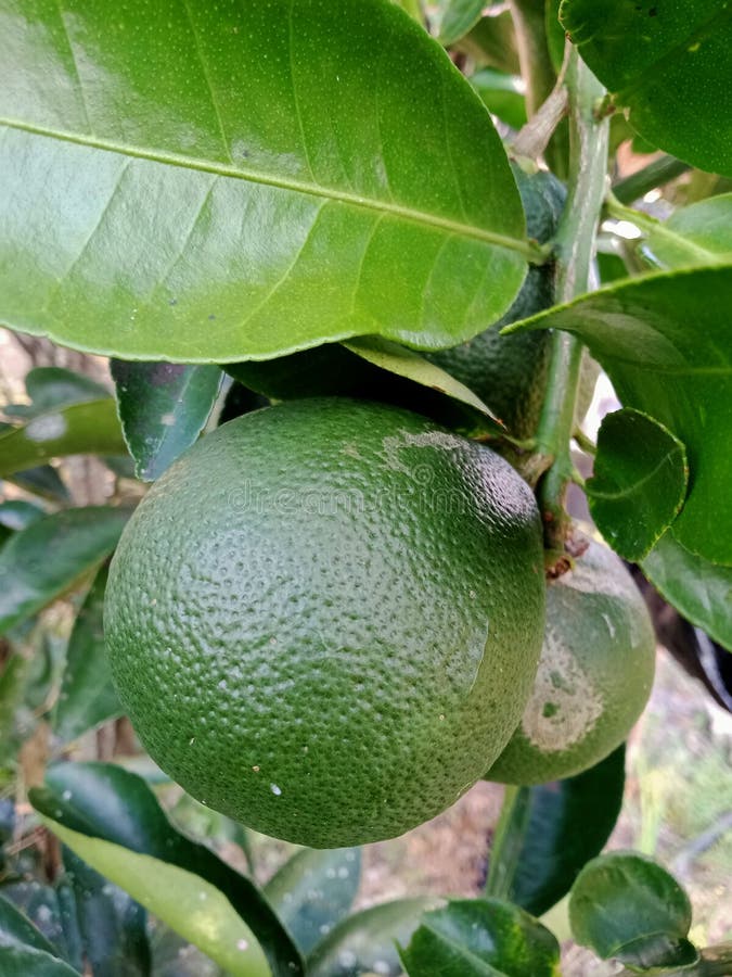 A Close-up of the Lime, Highlighting the Unique Texture of Its Skin ...