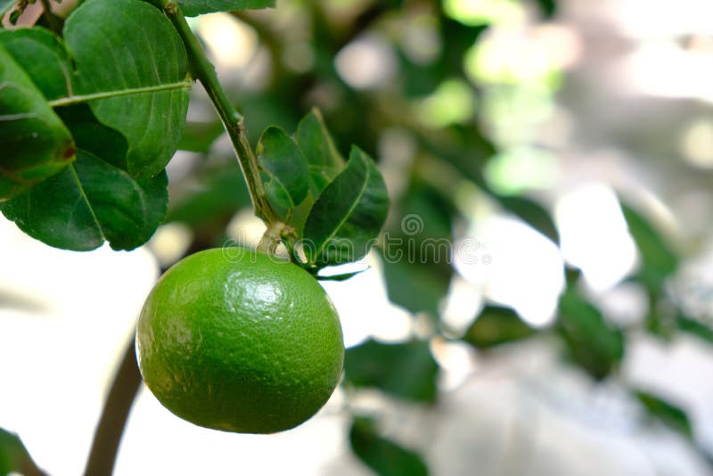 Close Up of a Lime with Tree Leaves in Background. Stock Image - Image ...