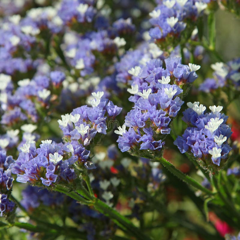 Limonium Sinuatum (also Known As Statice) Flower Stock Image - Image of ...