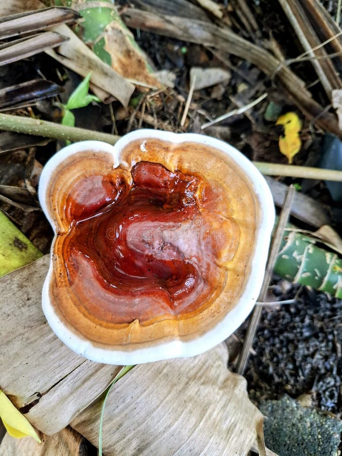 Close-up of Lingzhi Mushroom in Natural Habitat. Stock Image - Image of ...