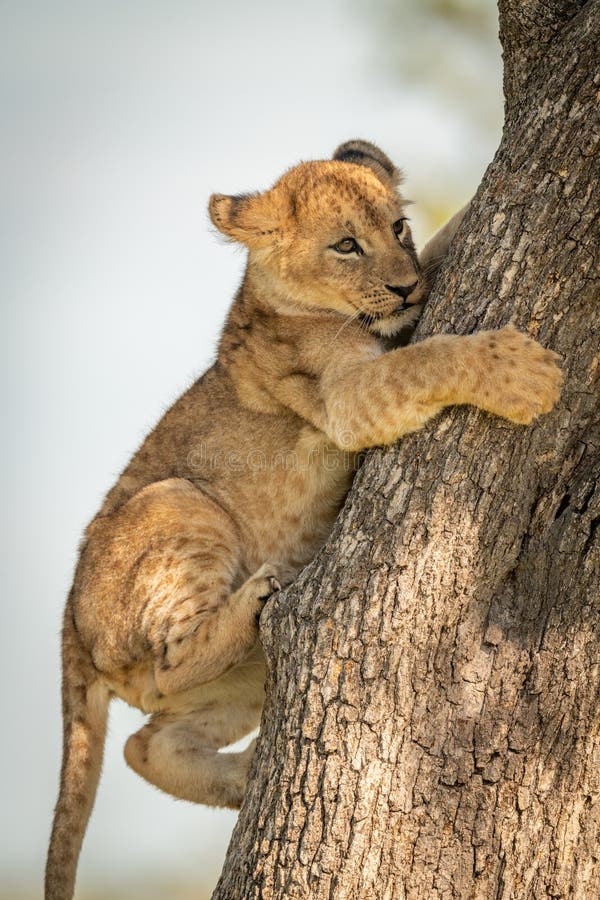 Close-up of Lion Cub Awkwardly Climbing Tree Stock Photo - Image of ...