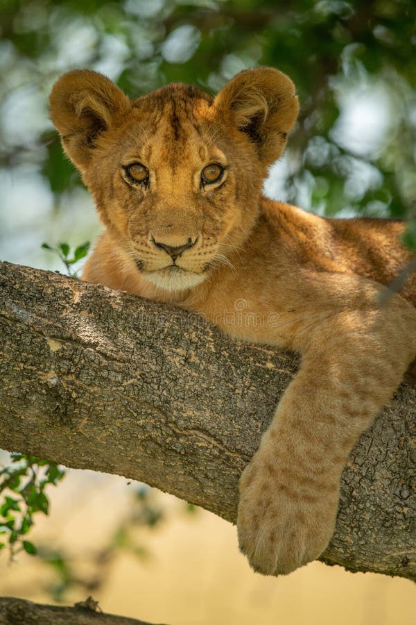 Close-up of Lion Cub on Branch Relaxing Stock Photo - Image of close ...
