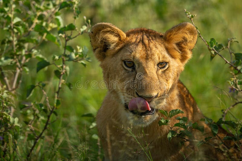 Close-up of Lion Cub Licking Its Lips Stock Photo - Image of felid ...