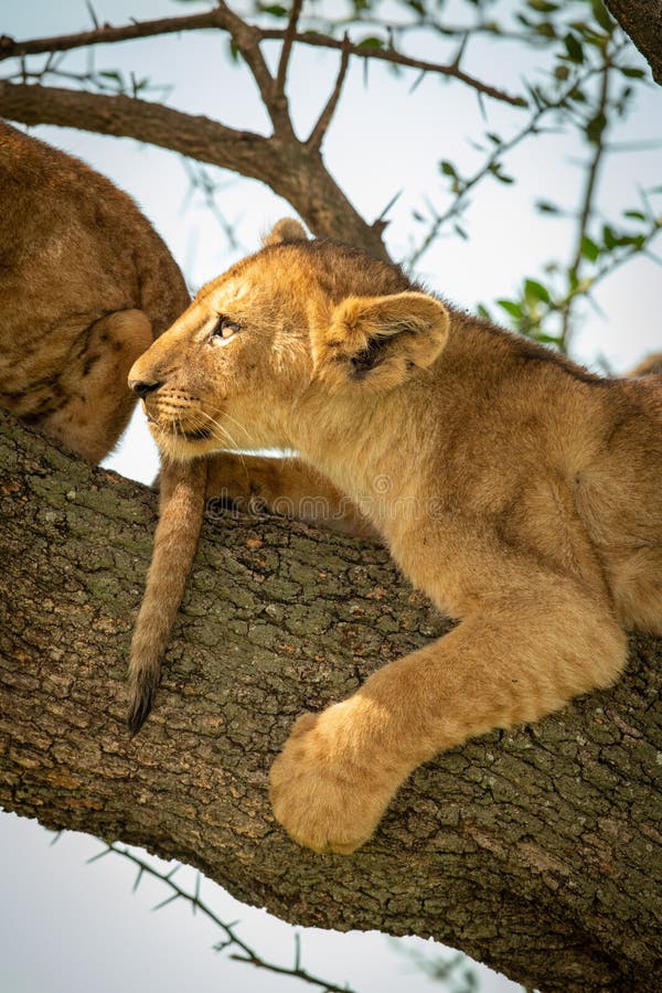 Close-up of Lion Cub Looking Up Branch Stock Photo - Image of mammal ...