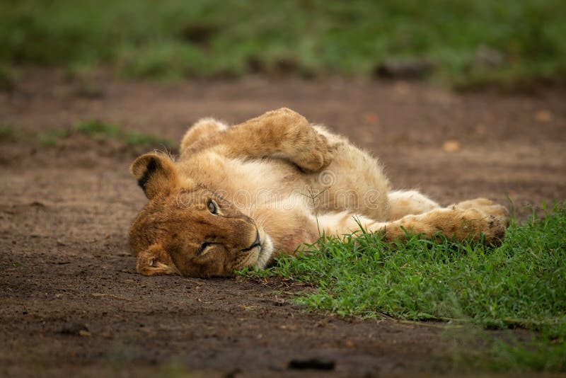 273 Lion Lying Back Stock Photos - Free & Royalty-Free Stock Photos ...