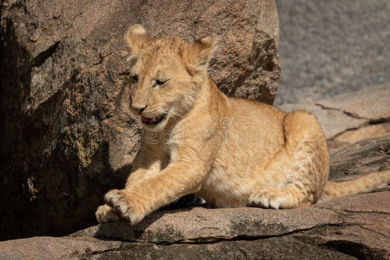 Close-up of Lion Cub Lying on Kopje Stock Photo - Image of nature ...