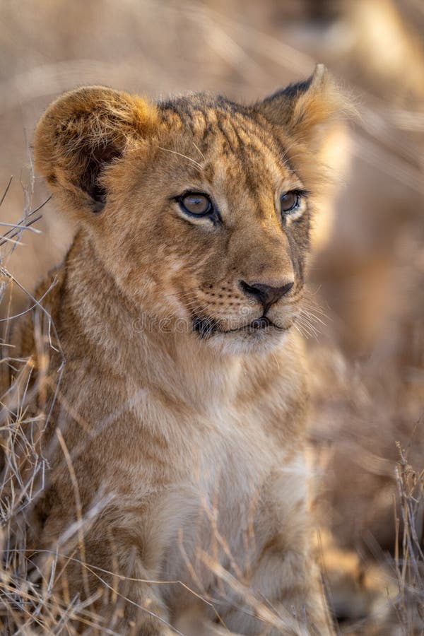 Close-up of Lion Cub Sitting in Grass Stock Image - Image of game, jogi ...