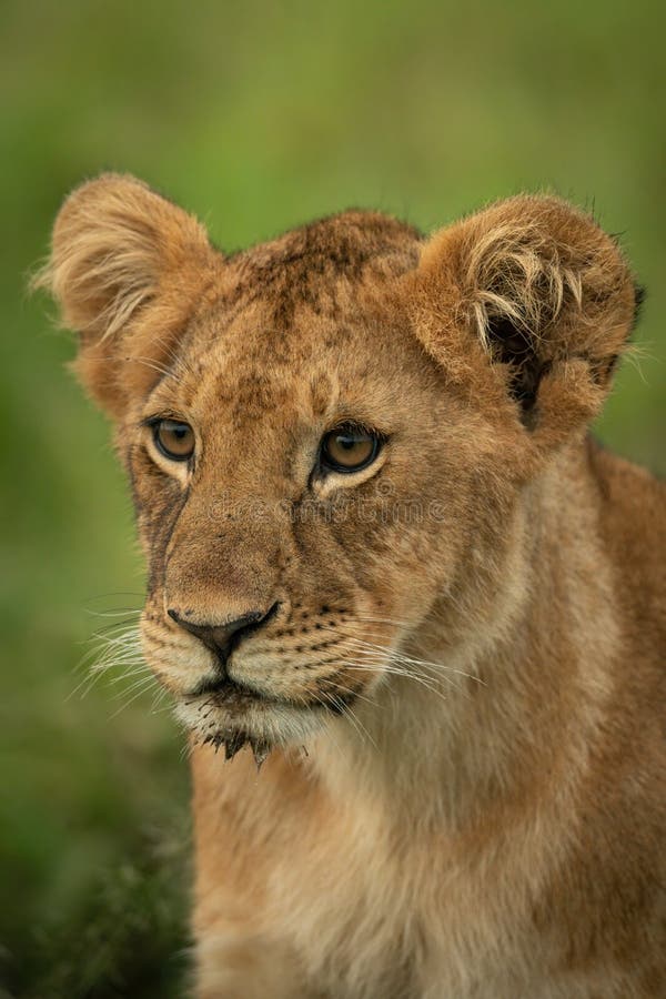 Close-up of Lion Cub Sitting Staring Left Stock Image - Image of camp ...