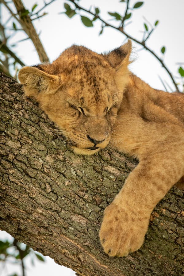 Close-up Of Lion Cub Sleeping In Tree Stock Image - Image of savannah ...