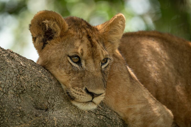 Close-up of Lion Cub Up in Tree Stock Photo - Image of tanzania ...