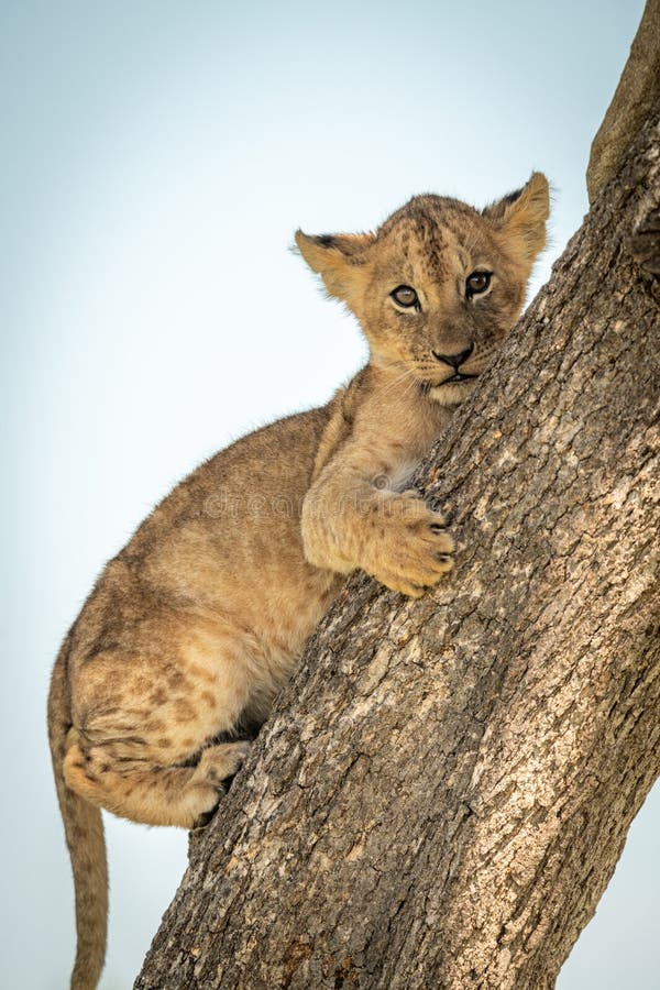 Close-up of Lion Cub on Tree Trunk Stock Image - Image of savanna ...