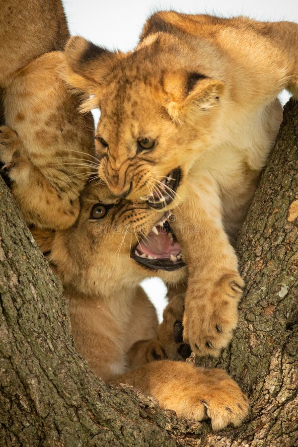 Close-up of Lion Cubs Snarling in Tree Stock Photo - Image of grassland ...