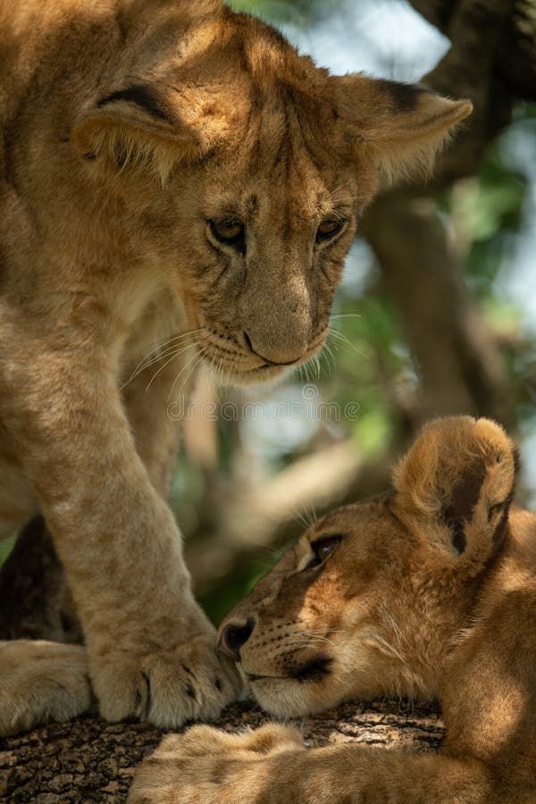 Close-up of Lion Cubs on Tree Branch Stock Image - Image of animal ...