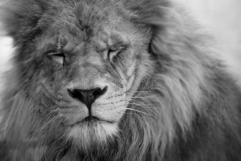 Close-up of Lion with Eyes Closed Stock Image - Image of scale, white ...