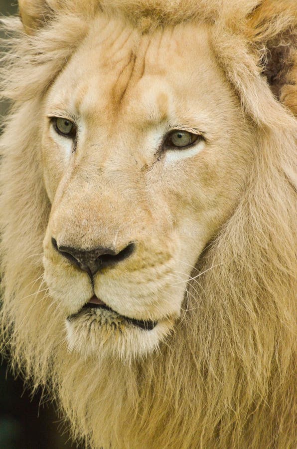Close Up Lion Face stock image. Image of africa, face - 70853591