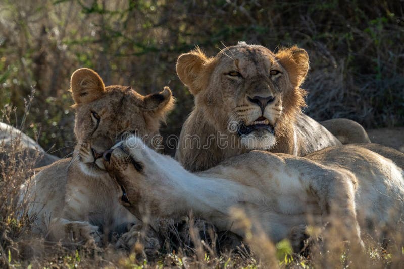 Close-up of Lion Lying beside Nuzzling Lionesses Stock Image - Image of ...