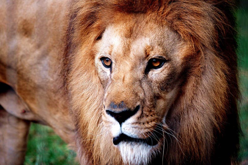 A Close Up of a Lion on Some Grass and Trees Stock Photo - Image of ...