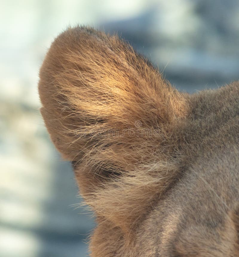 Close-up of a lion s ear stock image. Image of drive - 303285597