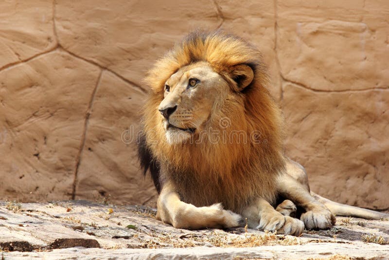 Close up Lion sitting stock image. Image of lions, nature - 40720535