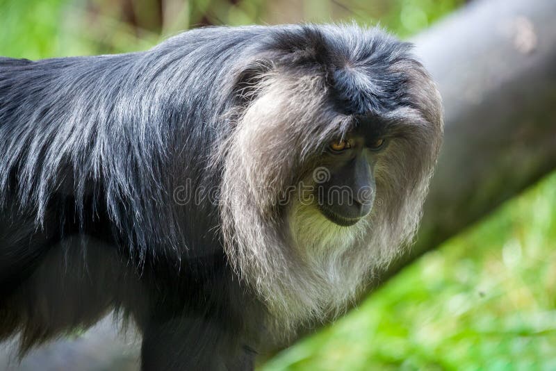 Lion-tailed Macaque Macaca Silenus Stock Image - Image of primate ...