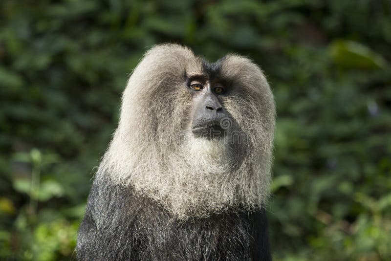 Close-up of Lion-tailed Monkey Stock Photo - Image of animals, fauna ...