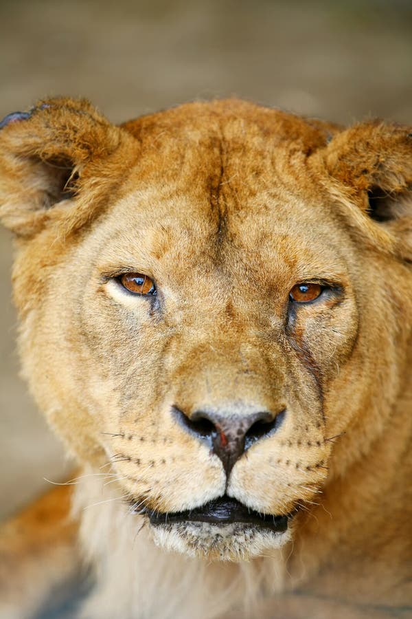 Female lion profile stock photo. Image of lioness, adult - 22583820