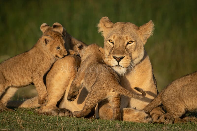 Lioness and four cubs stock photo. Image of mammiferi - 7415894